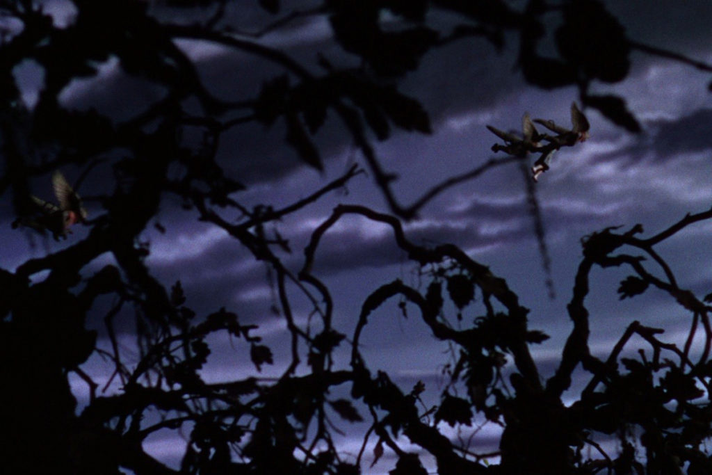 The Wizard of Oz on TV Every Year – I Remember JFK: A Baby Boomer's ...