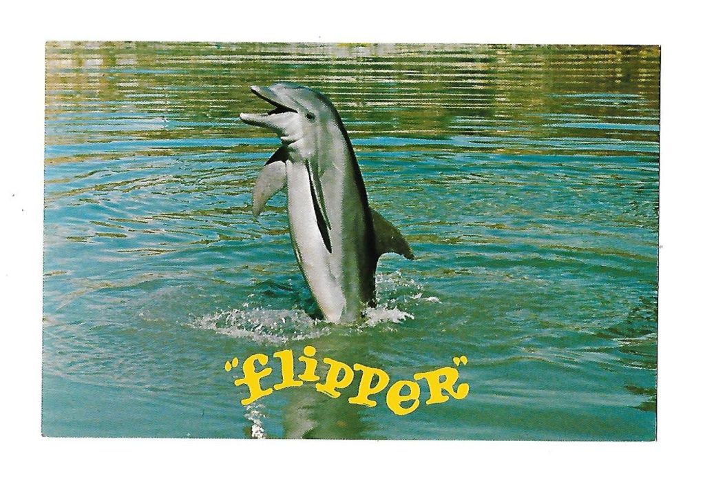 They Called Him Flipper – I Remember JFK: A Baby Boomer's Pleasant ...